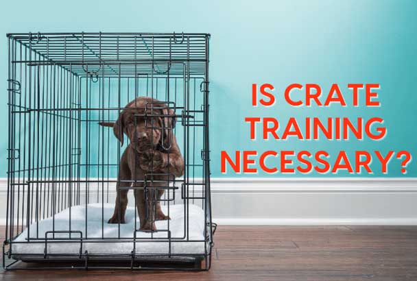 Should You Crate Train Your Dog - Call (540) 448-6788